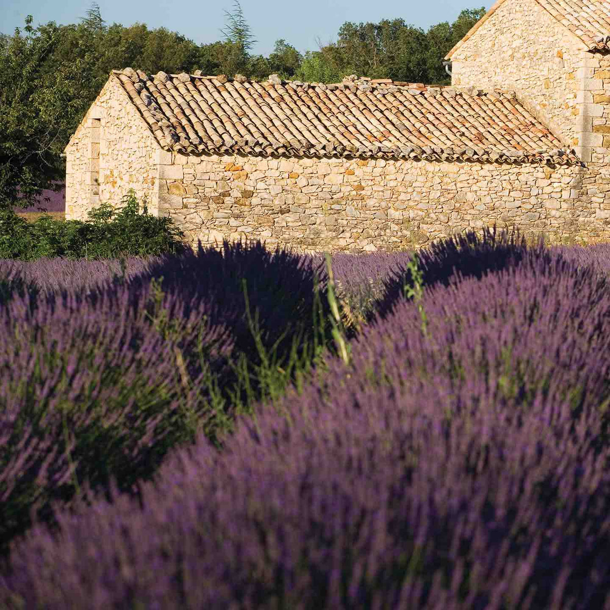 MANTELS - FRENCH COUNTRYSIDE - Francois & Co.